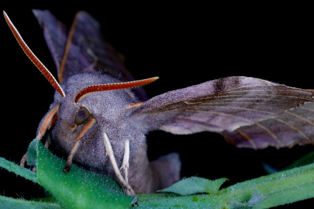 Invasive Pest Alerts 2025: Box Tree Moth Quarantines Expand in Michigan ...