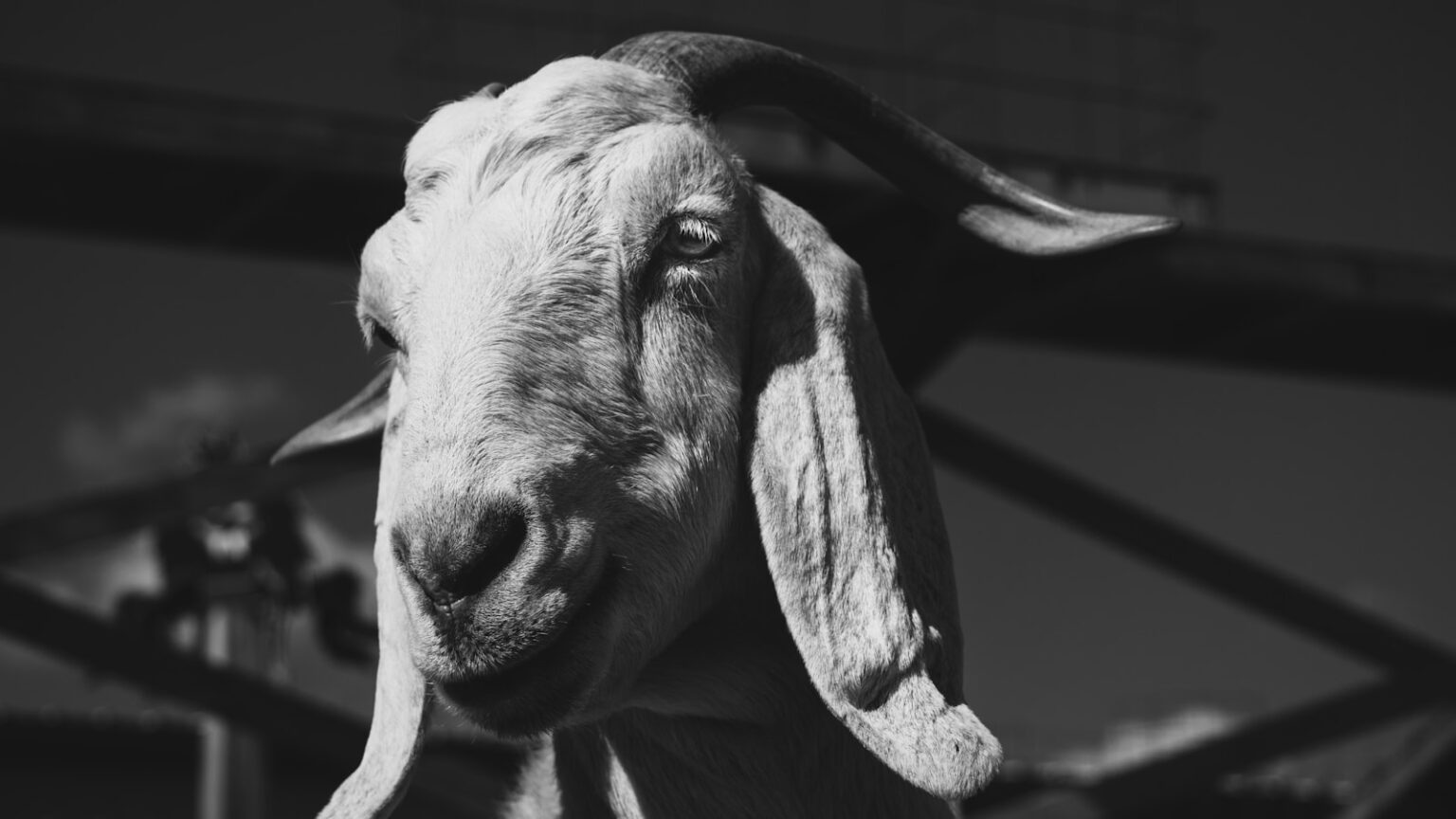 GOAT in Sports: A Friendly, No-Stress Guide to the “Greatest of All ...